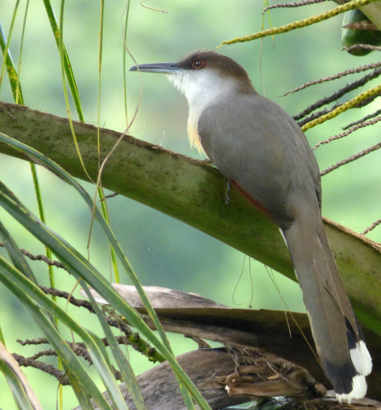 Birds on the brain: Yeah, Mon... Jamaican Birds
