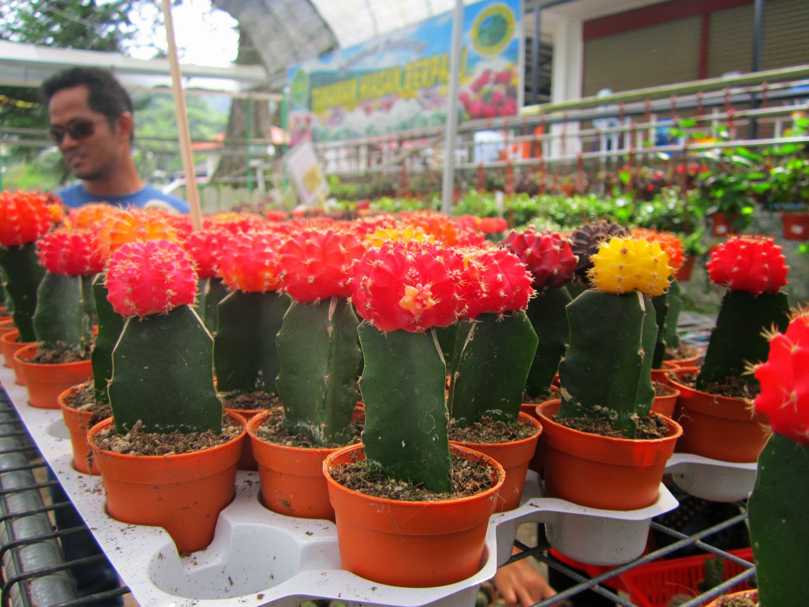 Crotons World: Ruby ball cactus or moon cactus