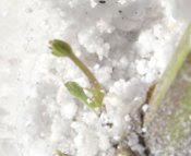 My Broken Garden: Fixing A Broken Lupin Stem Complete With Basal Buds