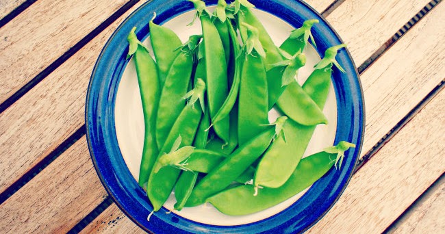 Our Snow Pea Harvest! | Grow Your Own Veg Blog. Gardening and Food Blog.