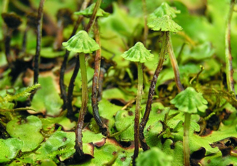 Reino Plantae. Metafitas y Briófitas - Seres Vivos