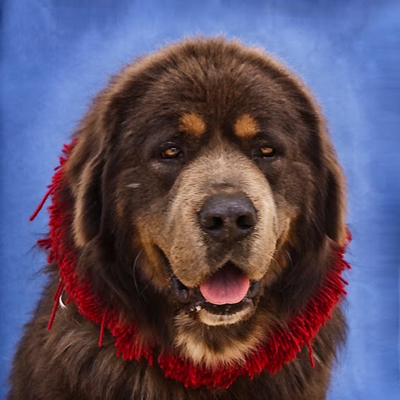 La Cámara de Sandora: marzo 2011