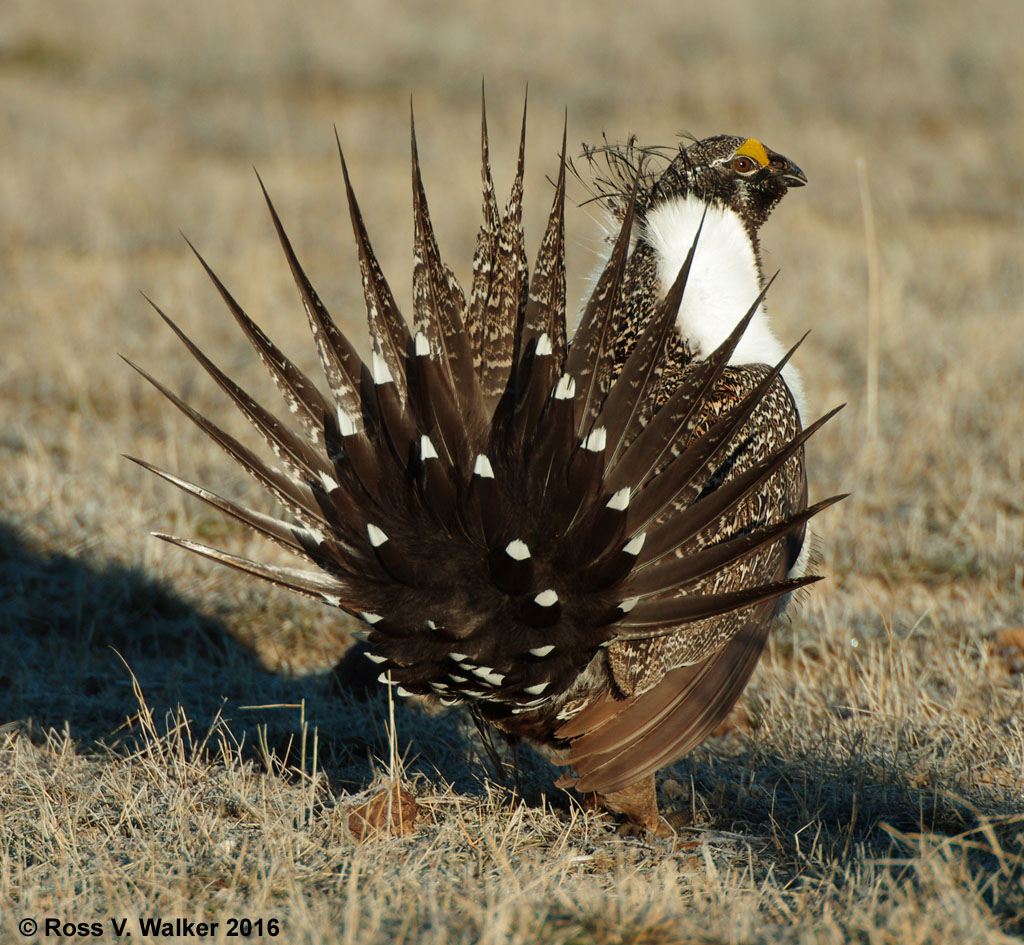 Ross Walker photography: Greater Sage-Grouse