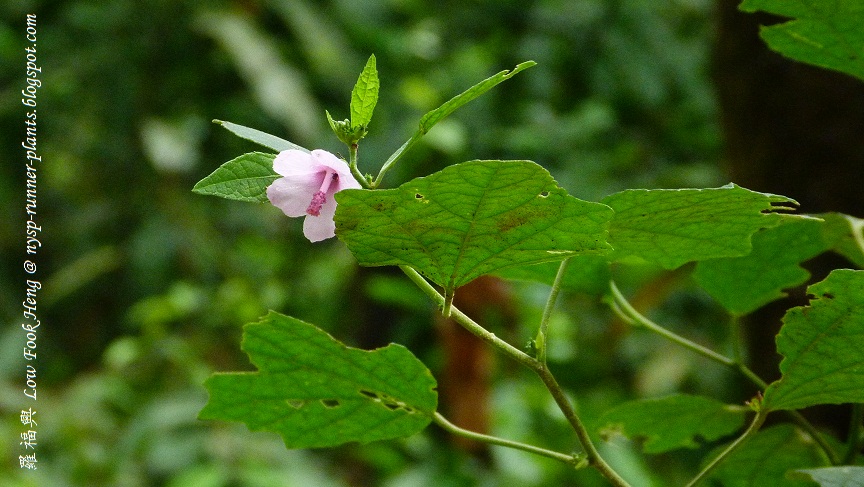 馬來西亞熱帶雨林: Urena 梵天花屬