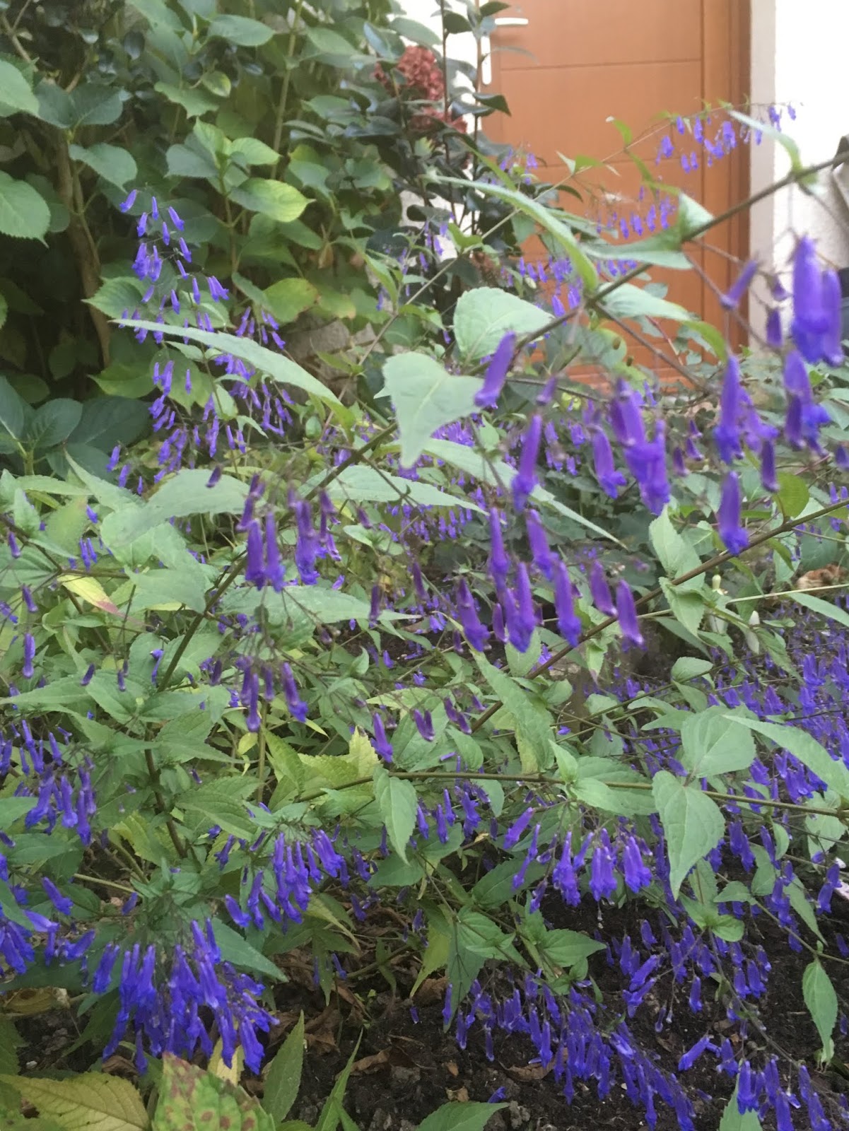 Agapanthes et camphrier: D'une phrase une fleur #3 - Isodon effusus