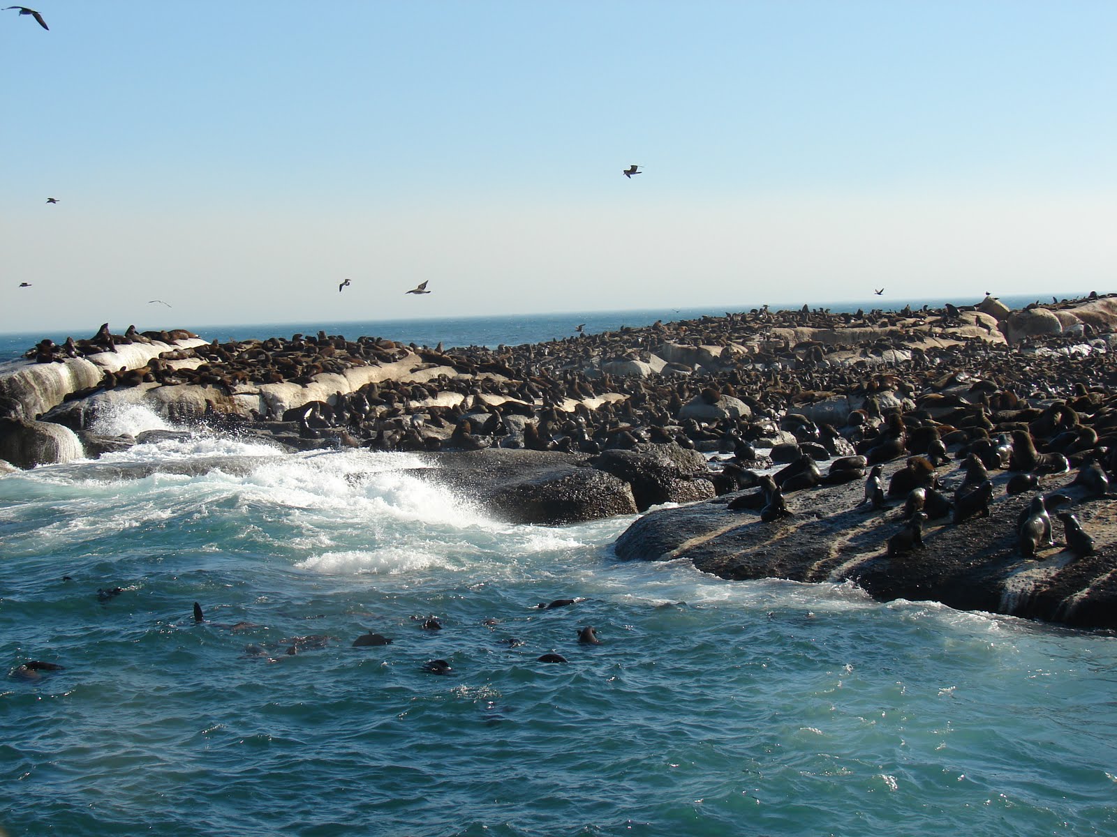 DISCOMBOB'S BLOG: Crazy baboons, slippery seals