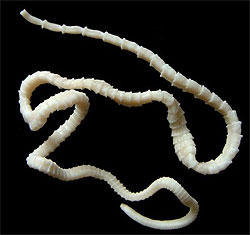 Enfermagem na Parasitologia: TENÍASE E CISTICERCOSE