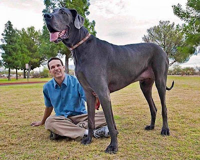 Book Of World Records: Hercules, World’s Biggest Dog In The World