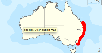 Are sharks predators or prey? : The Grey Nurse Shark