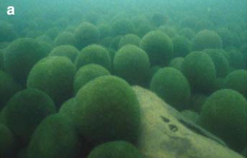 Marimo Care: Marimo Research
