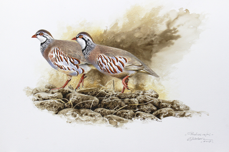 Arturo de Miguel - Wildlife Art: Perdices rojas