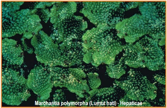 METAGENESIS LUMUT- PAKU - Biology Page