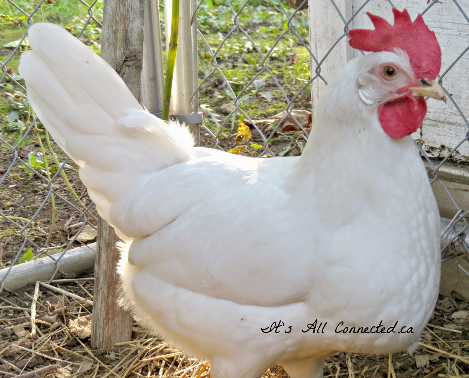 It's All Connected: Dealing With Teenage Chickens