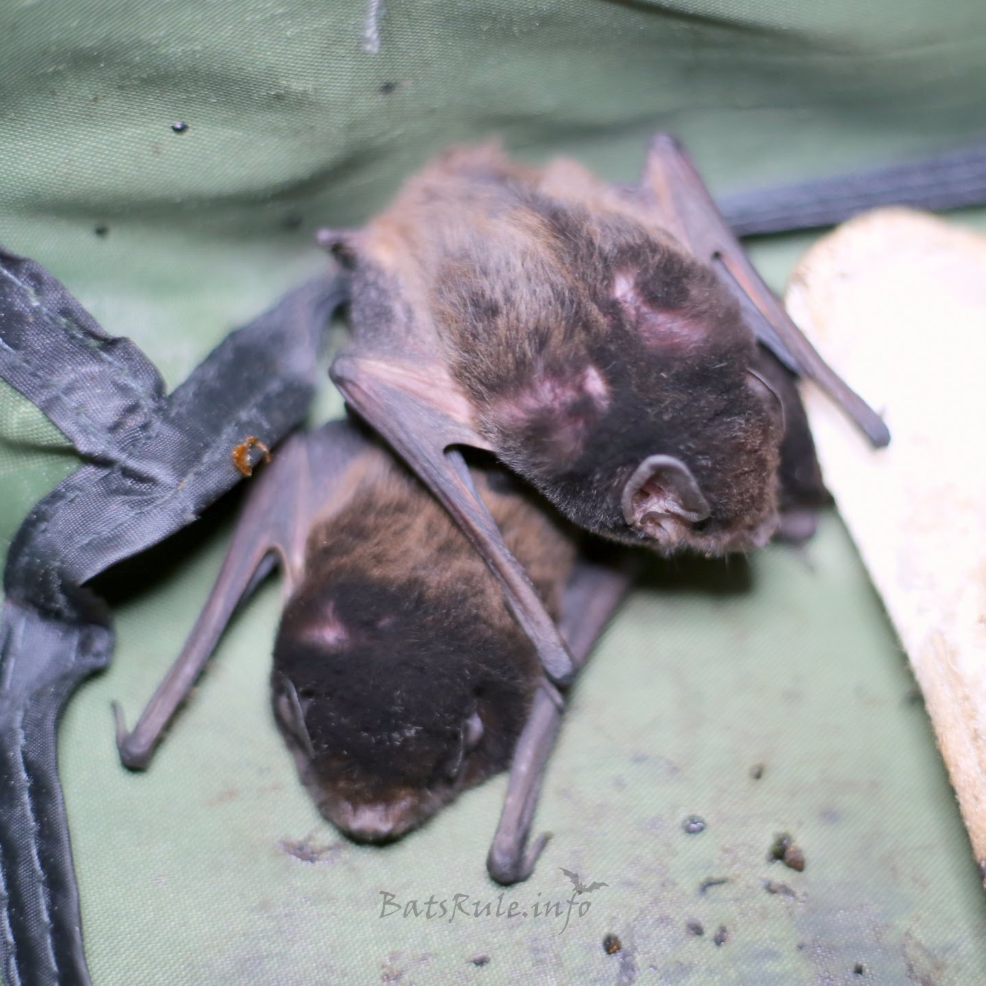 Rehab | Microbats in care