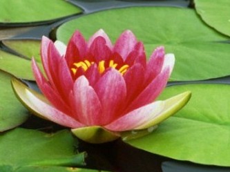 Página de curiosidades y más: La planta del loto