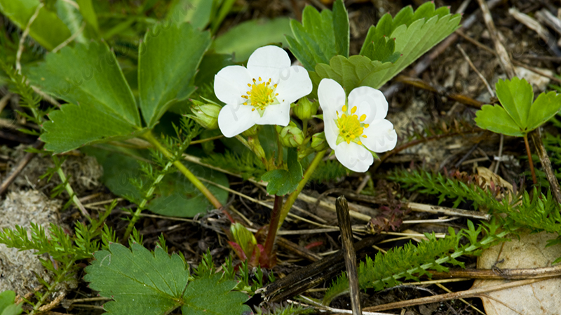 The 3 Foragers: Foraging for Wild, Natural, Organic Food: Book Review ...