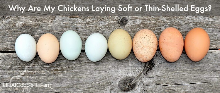 Chicken Keeping: Why Do My Chickens Lay Soft or Thin-Shelled Eggs ...