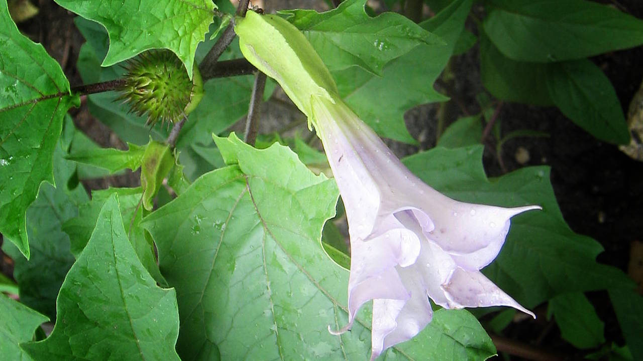 Tren Gaya 37+ Bunga Kecubung