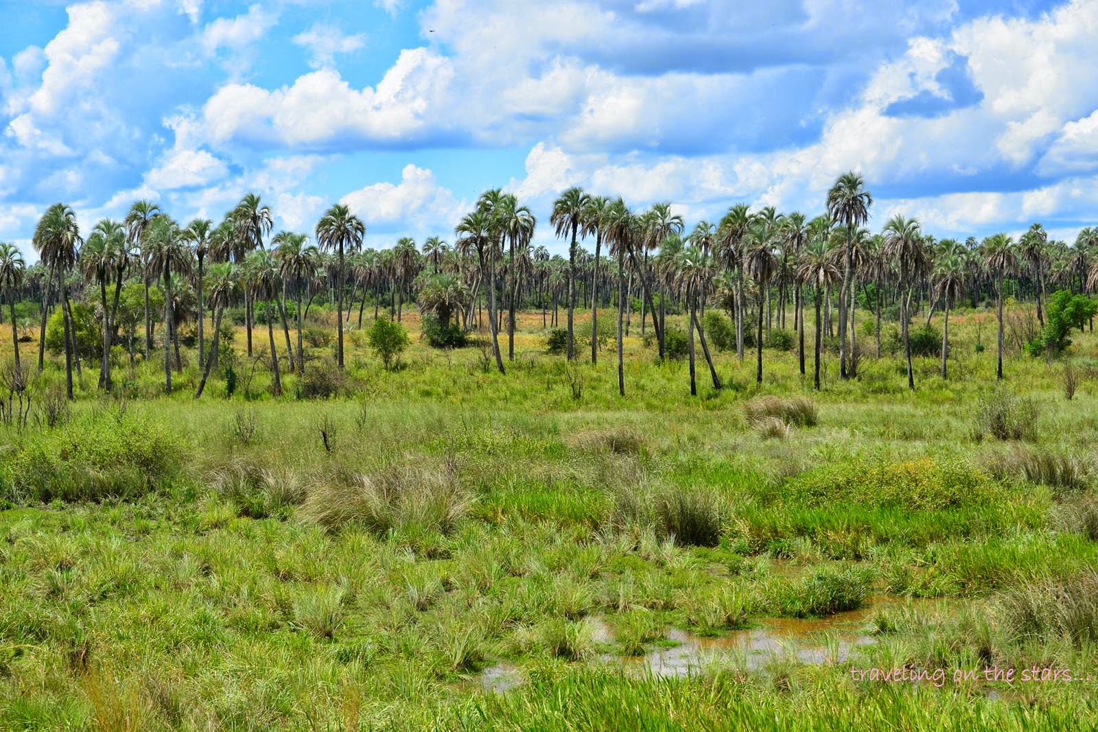 traveling on the stars...: Parque Nacional El Palmar (Entre Ríos ...