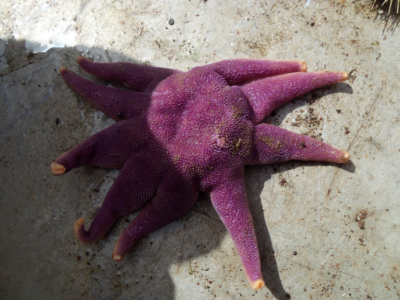 Huntsman Marine Science Centre: Creature Feature: Purple Sun Star