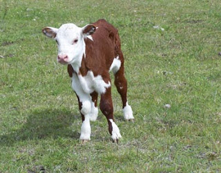 Clínica Veterinaria Galileo : La gestación de un ternero, paso a paso.