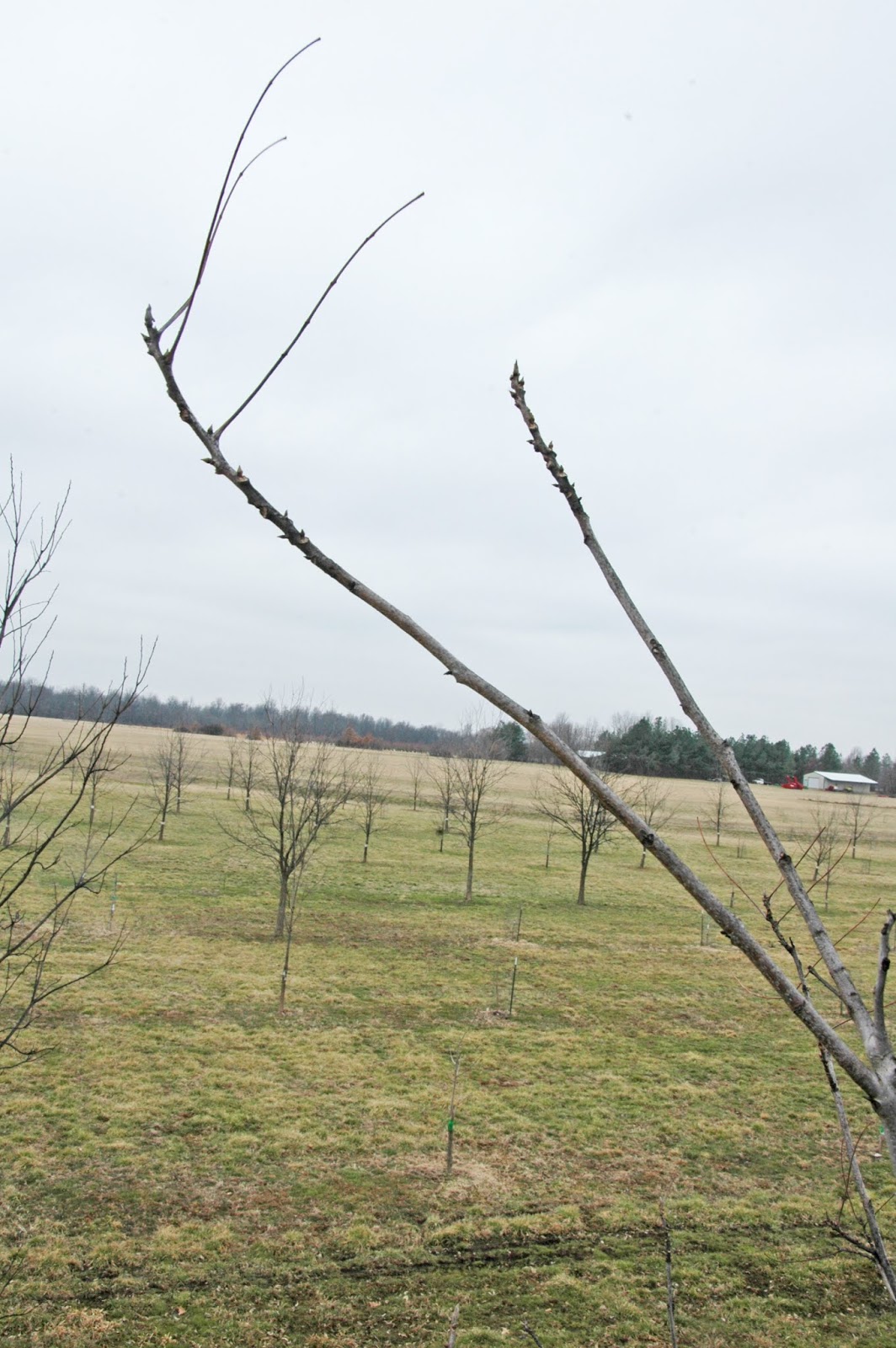 Northern Pecans: Still cutting pecan scionwood