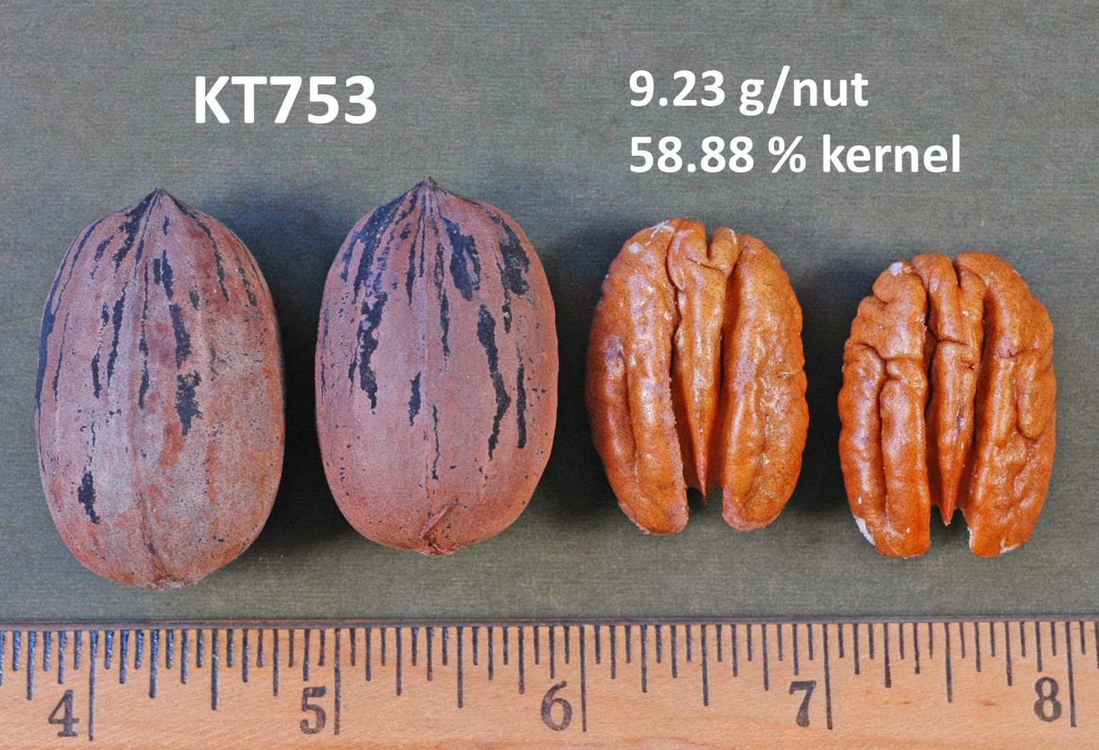 Northern Pecans: Evaluating nut samples from the breeding project