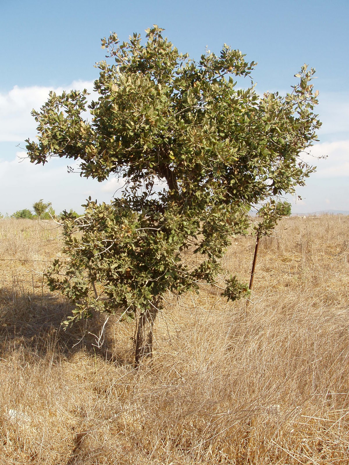 Steve&Bev Middle East Discovery 2011: Tzipori, Kfar Hasidim, Safed, Sea ...