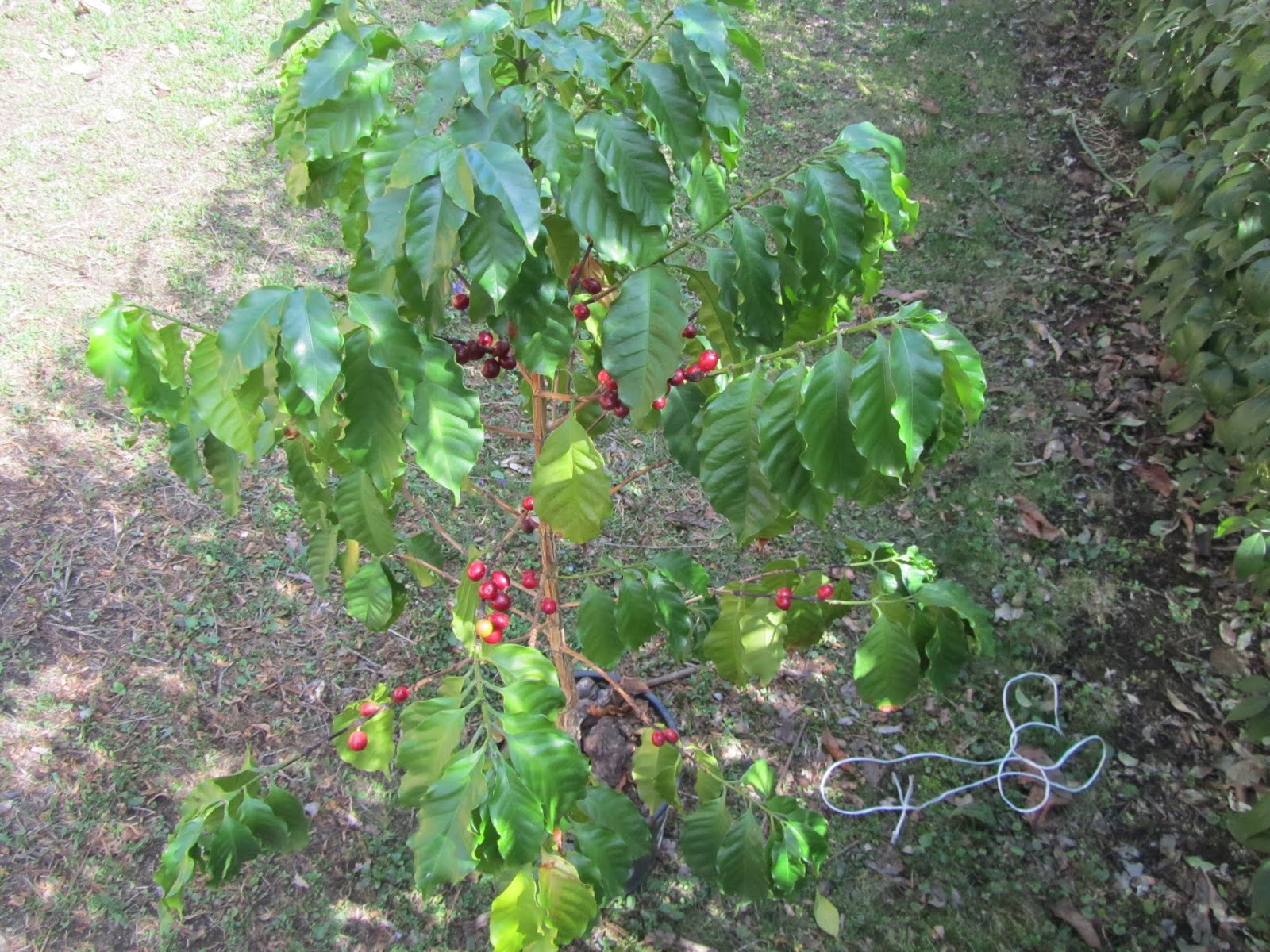 Dove Cresce la Pianta del Caffè (Coffea arabica o Coffea canephora ...