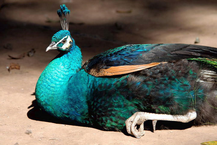 Real Monstrosities: The Dino's Toes