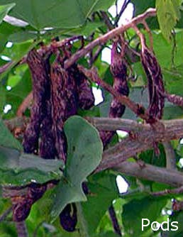 The Ceylon Times: Erabadu Mal