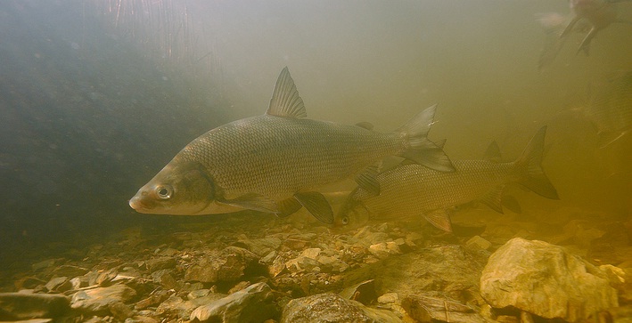 Letters for George: Lake Michigan Whitefish