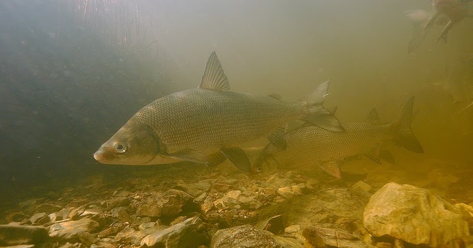 Letters for George: Lake Michigan Whitefish