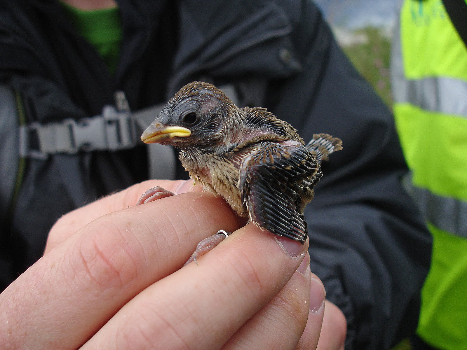 Non-Stop Birding: London Tree Sparrow Partnership Tour