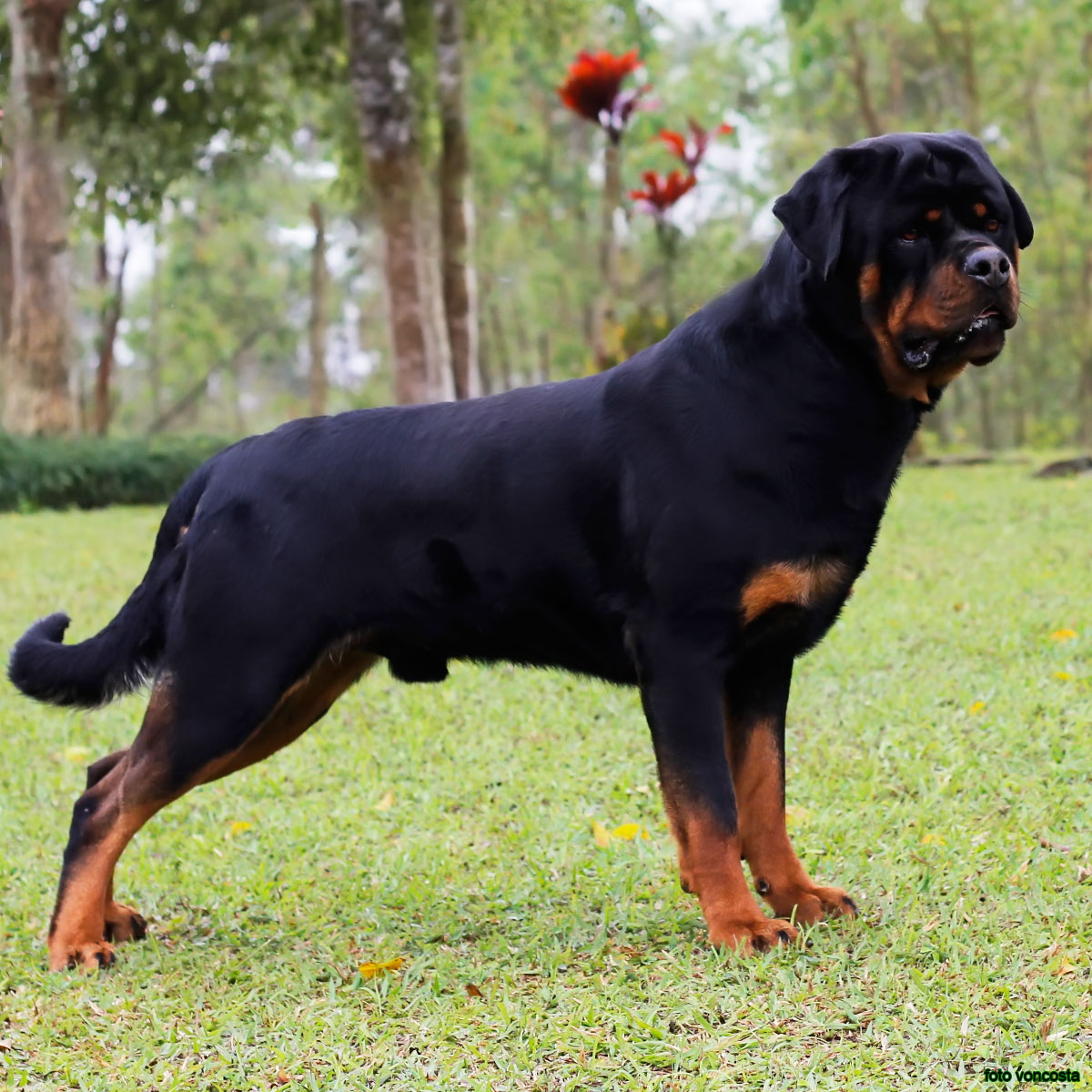 Filhote de Rottweiler - fêmea com 62 dias