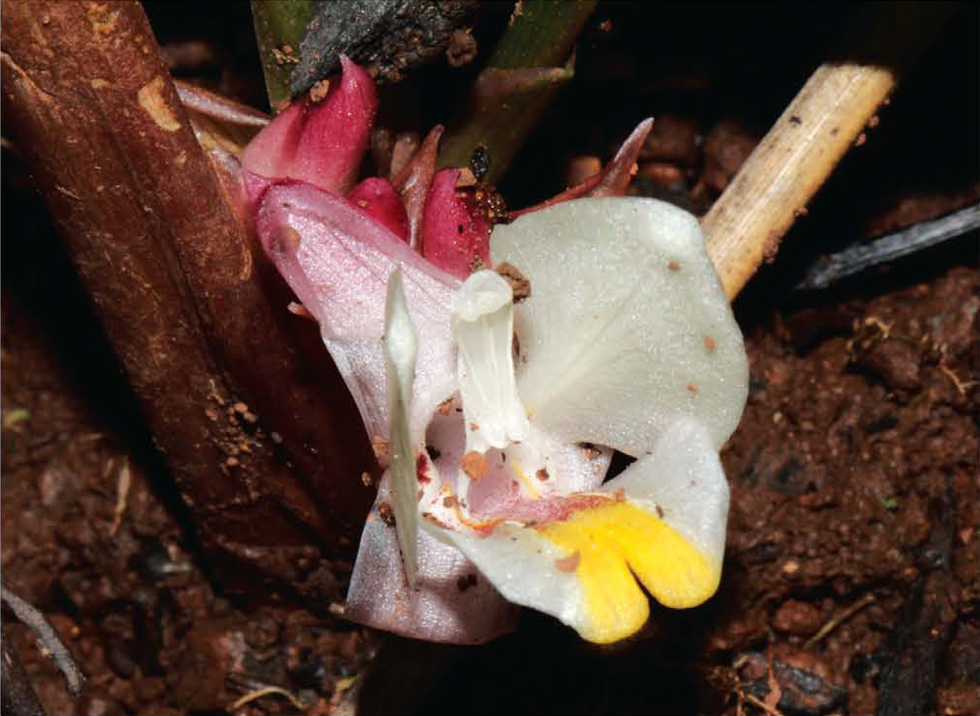Species New to Science: [Botany • 2014] Curcuma peramoena • A New ...