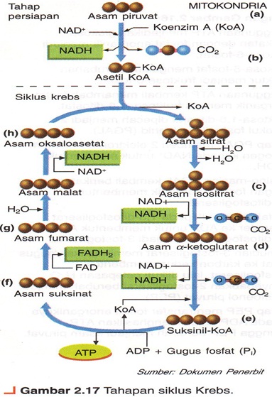 Welcome to @!Q's World..: Siklus Krebs