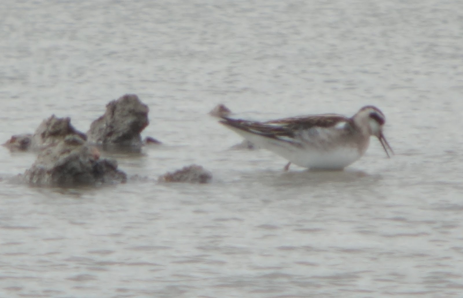 Graham's Birding Blog: August 2013