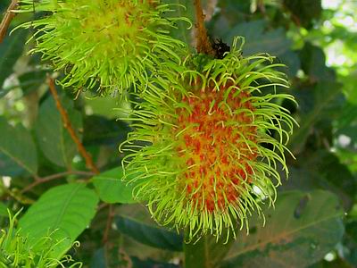 Pests > Pests Entities > Viruses & Phytoplasmas > Witches' broom ...