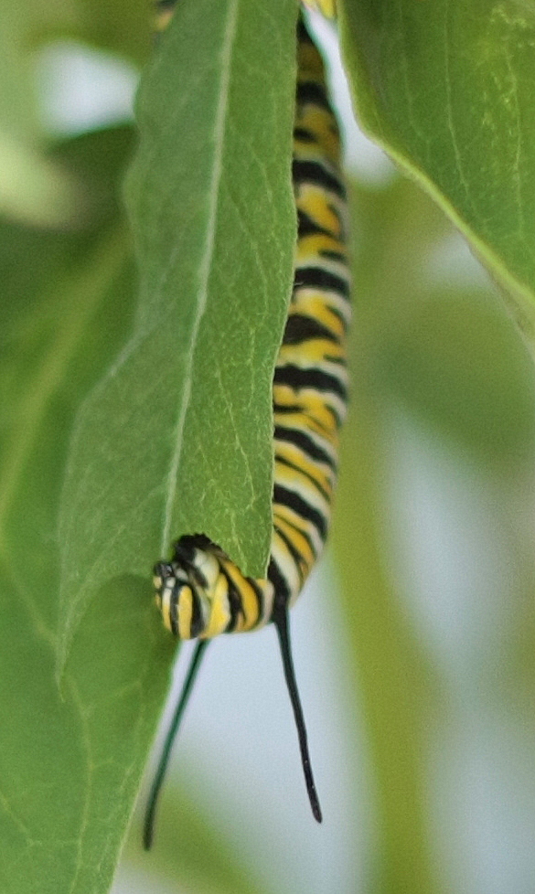 This Journey: Callapitters