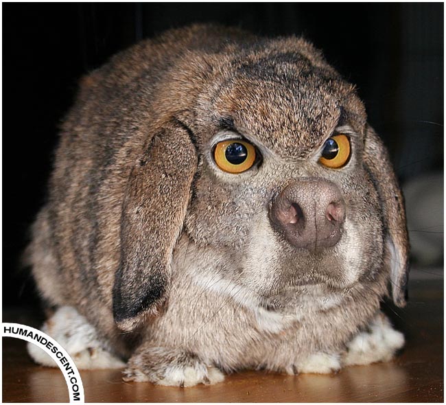 Funny Pictures Gallery: Disturbing Animals