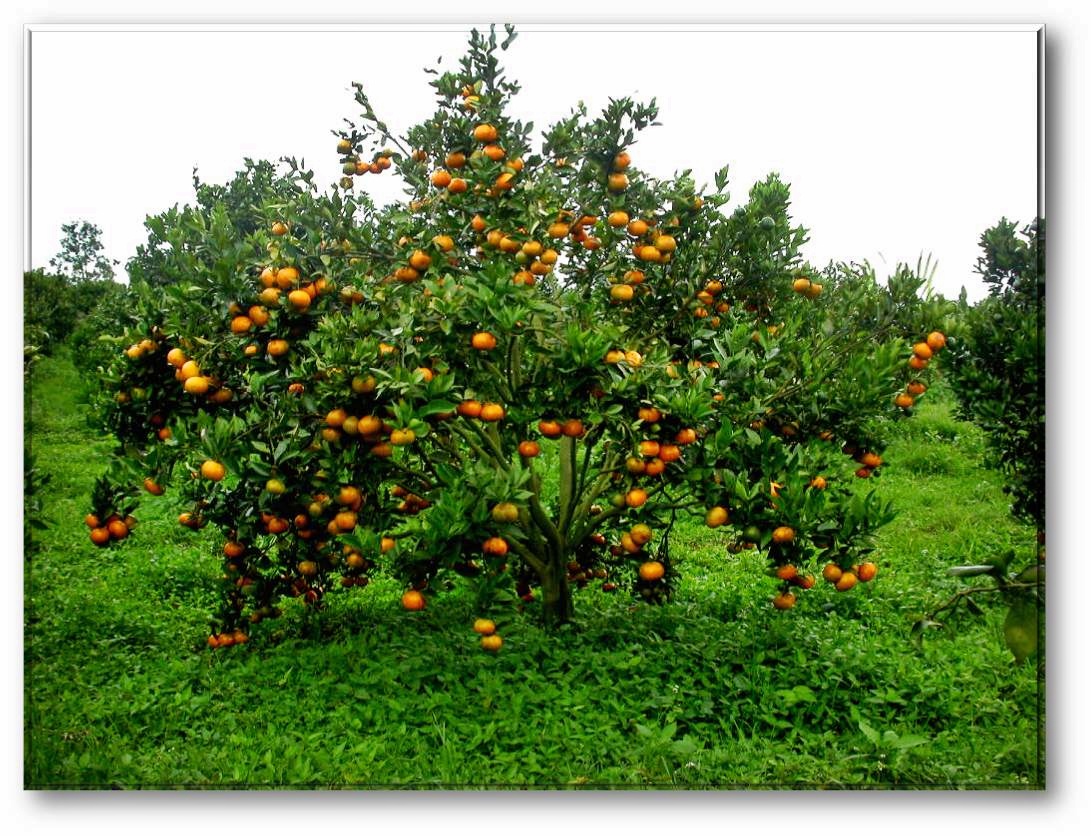 Budidaya Jeruk - BUDIDAYAKU