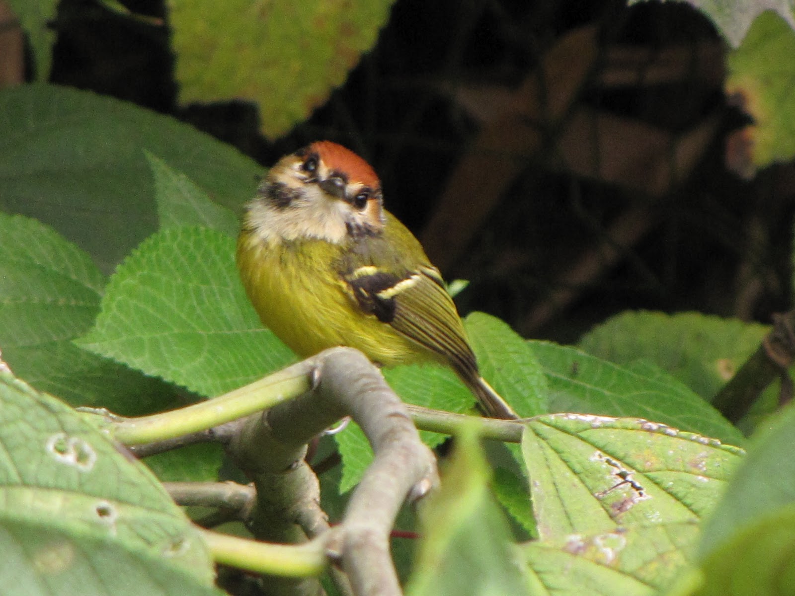 EJE CAFETERO - AVES DE CALDAS - BIRDS OF CALDAS -COLOMBIA: AVES ENTRE ...