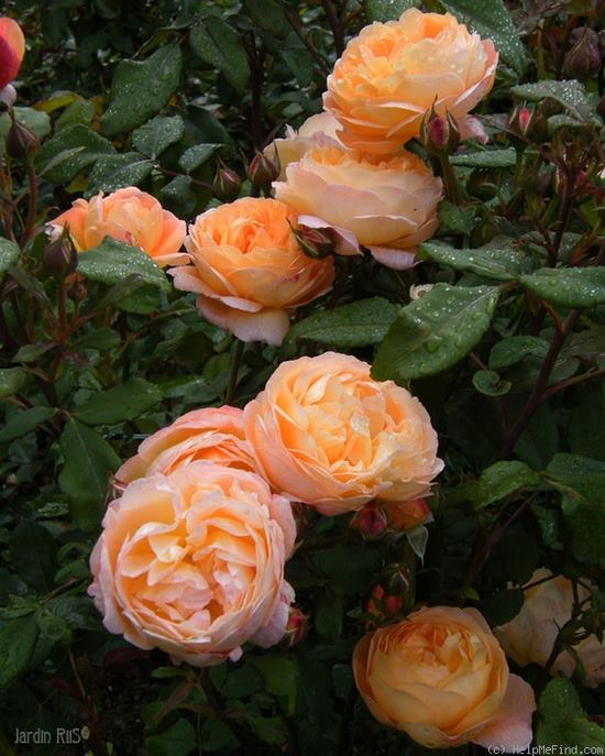 Sweet hugs: ...Color pesca