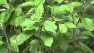 Tulsi Cultivation in India