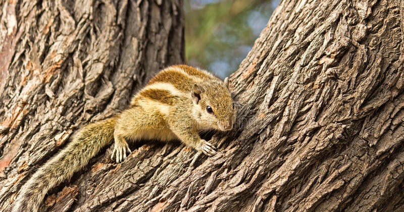 O esquilo listrado e a parte de cada um | Padre Gabriel