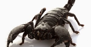 Daily news: Scorpion Farming in Pakistan: Procedures and hurdles in ...