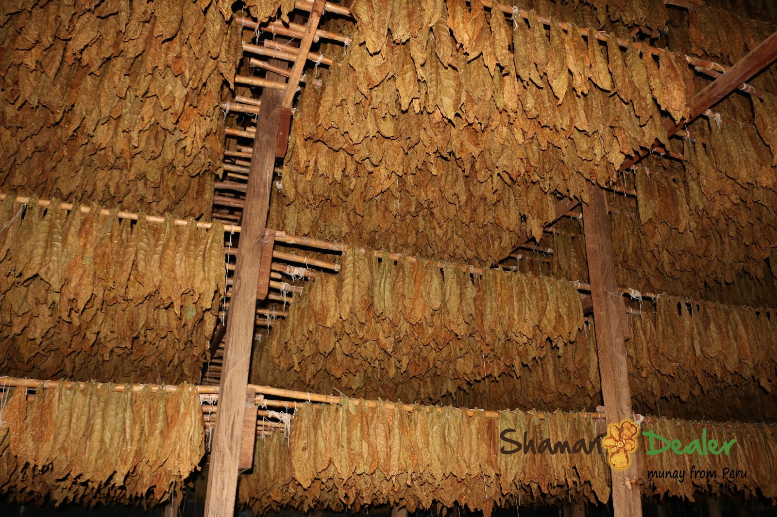 Mapacho tobacco, Buy Nicotiana rustica roll from Peru