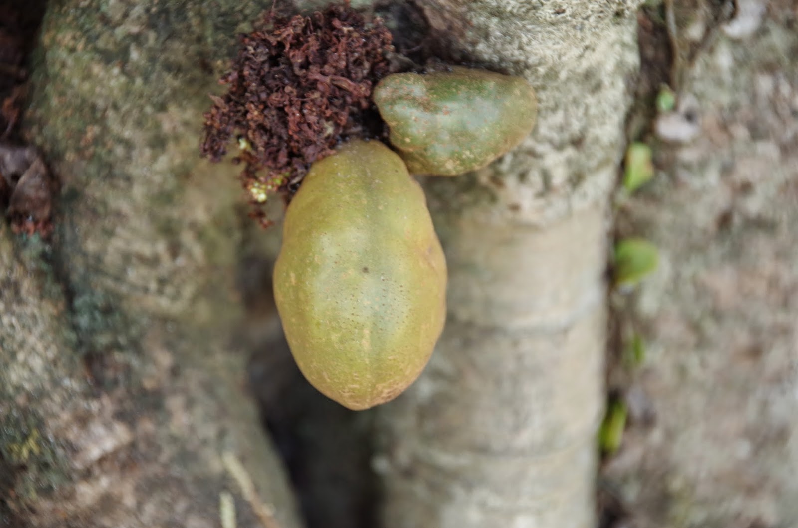 Trees and Plants: Nam Nam