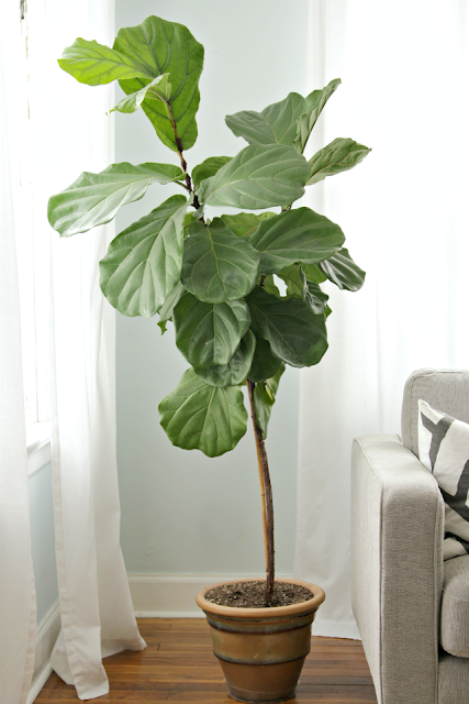DIY Faux Fiddle Leaf Fig Tree - Little Vintage Cottage